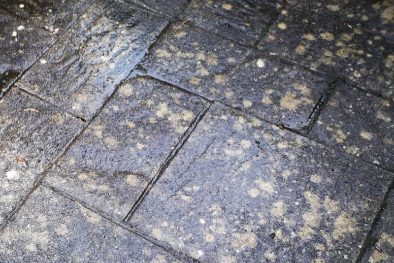 Get rid of black spots, lichen & algae from your patio or driveway